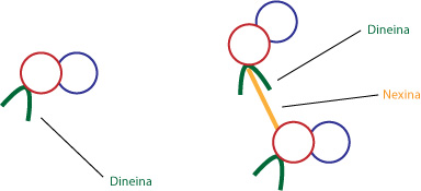 el moderno prometeo: Citoesqueleto: Microtúbulos.
