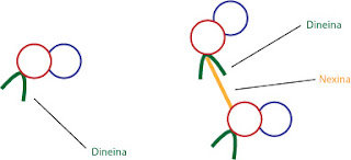 el moderno prometeo: Citoesqueleto: Microtúbulos.