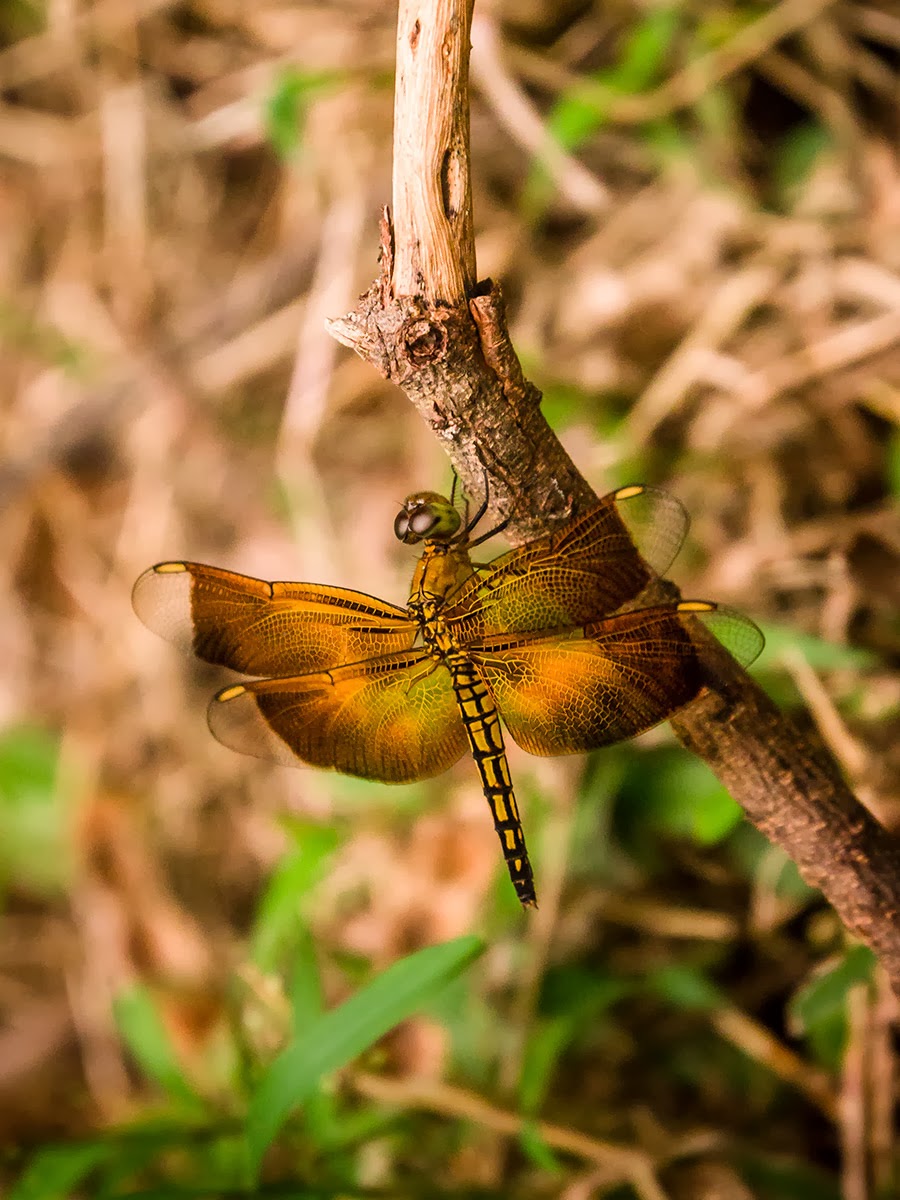 tower record: 優雅的善變蜻蜓(雌蟲, 黃褐色型)_Neurothemis ramburii ramburii (Red ...