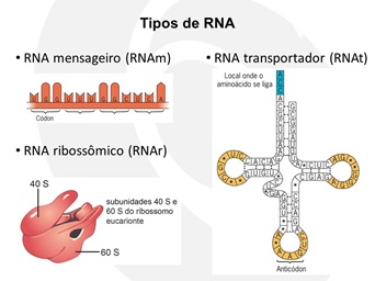a tricolina biologa: Ácidos Nucléicos