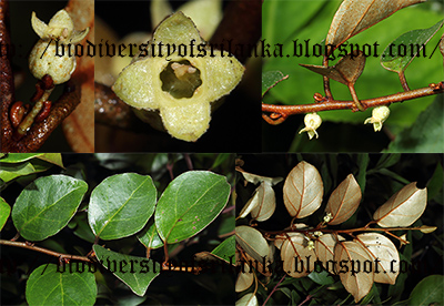 Biodiversity of Sri Lanka: වල් ඇඹිල්ල/කටු ඇඹිල්ල[Wal Embilla/Katu ...