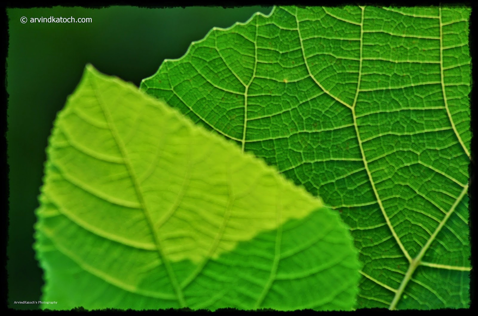 Green Leaves and First Sun Ray interaction