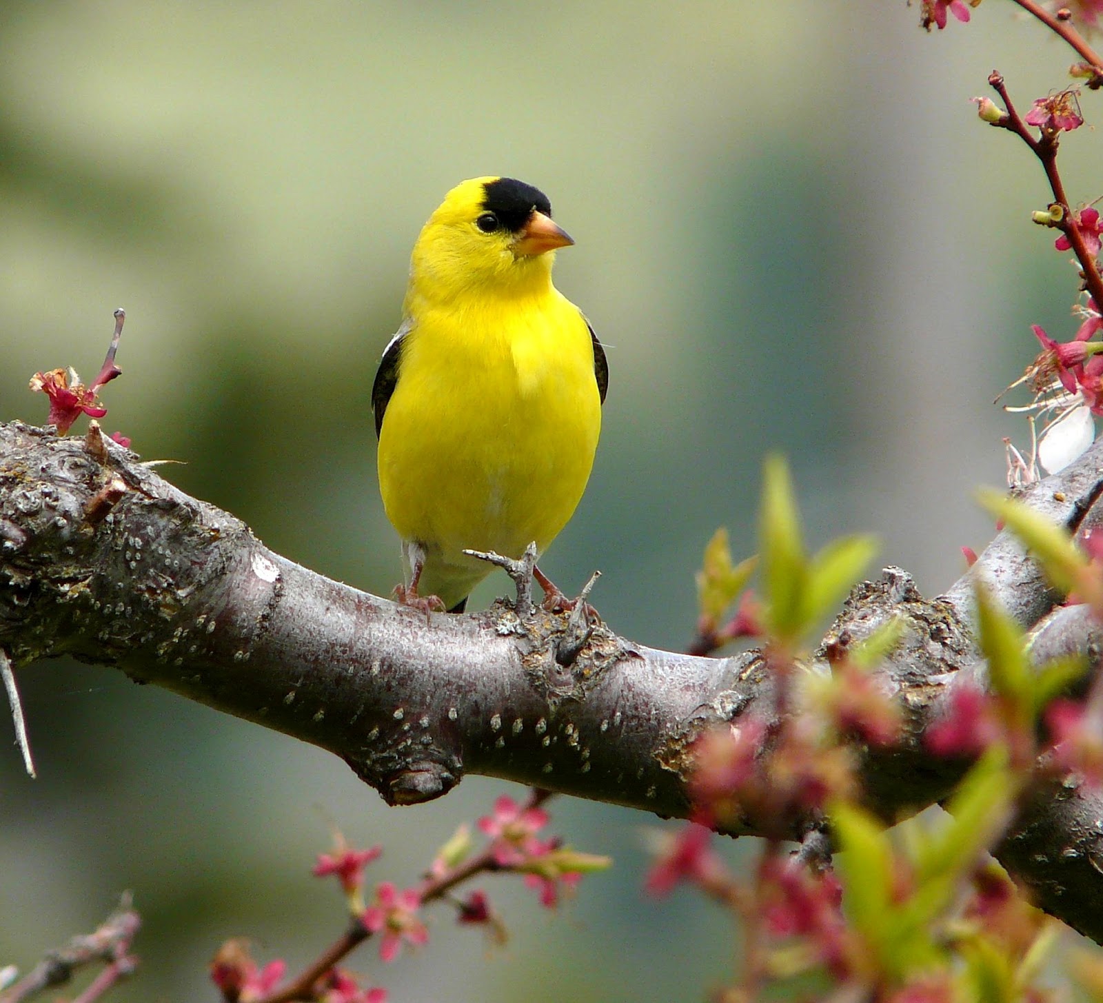 American Goldfinch - Ryan Maigan Birds