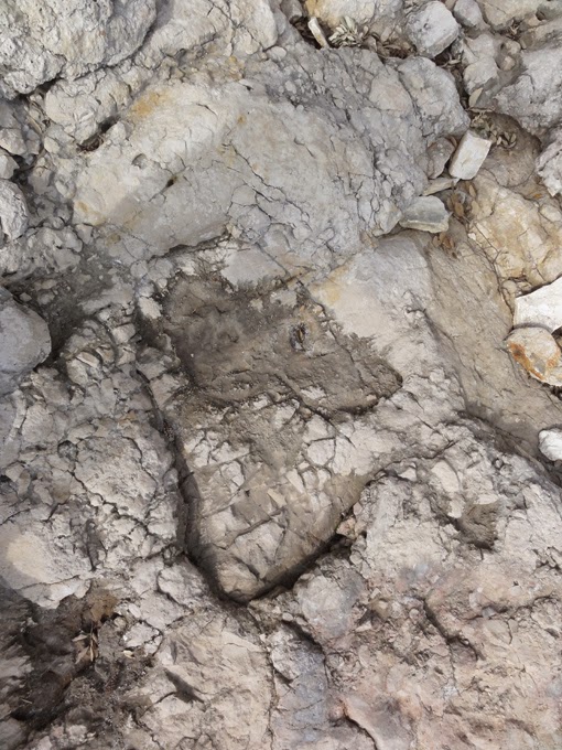 A Mesozoic Mosaic: More examples of large sauropod tracks from Pula