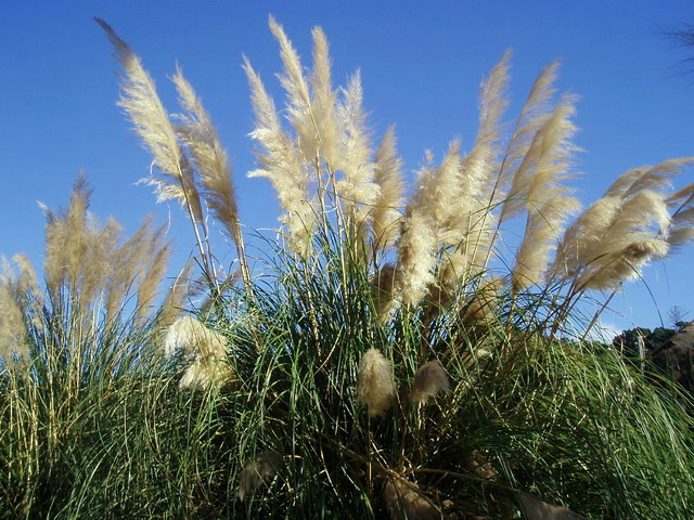 Plantas y flores: Cortaderia selloana