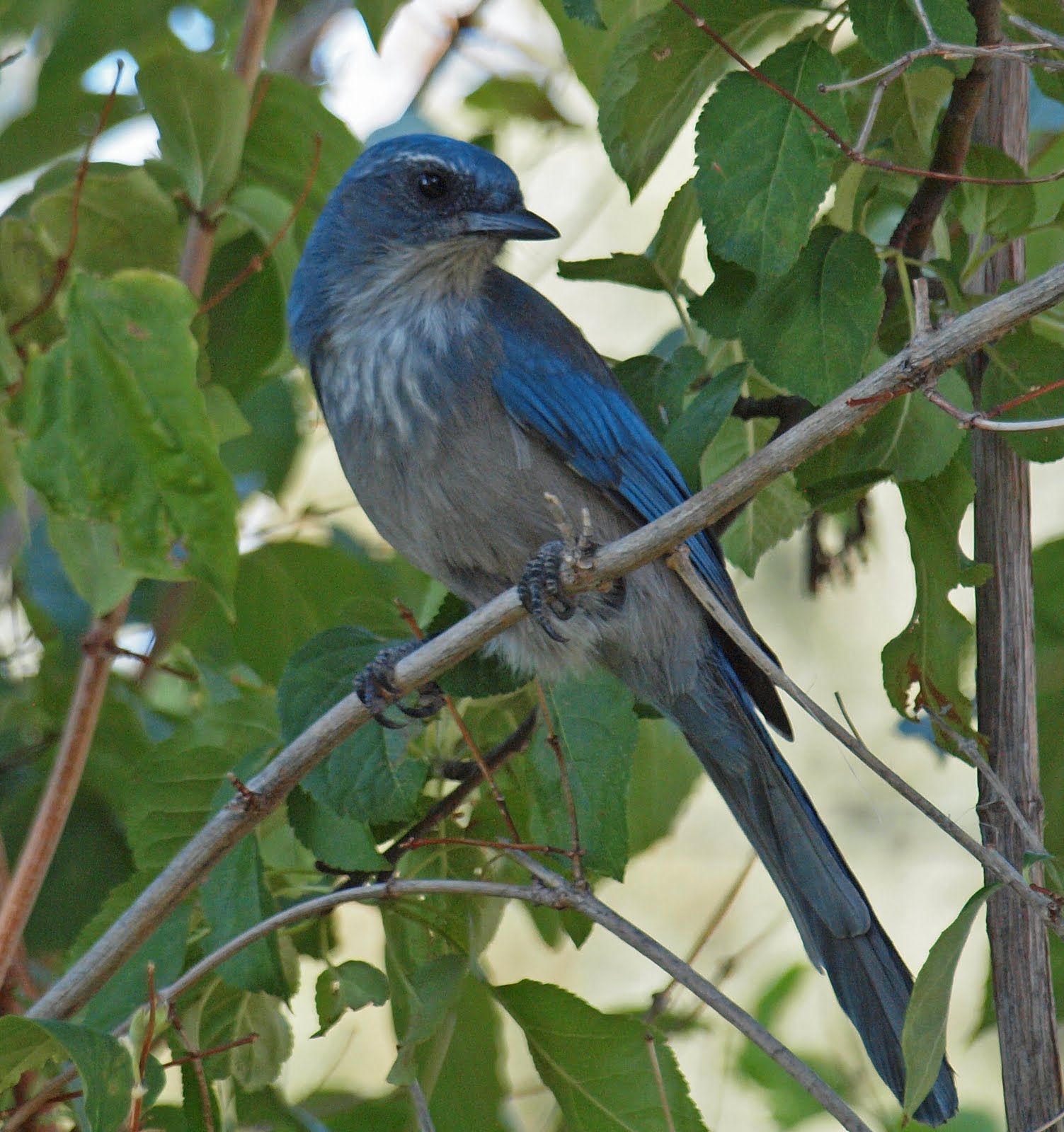 Birding Is Fun!: Backyard Scrubbies and Peanuts