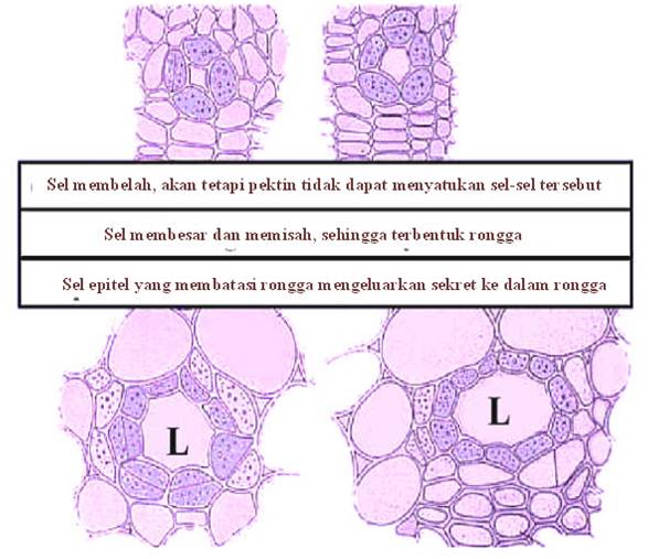 Kimeni's Blog: Jaringan Sekresi