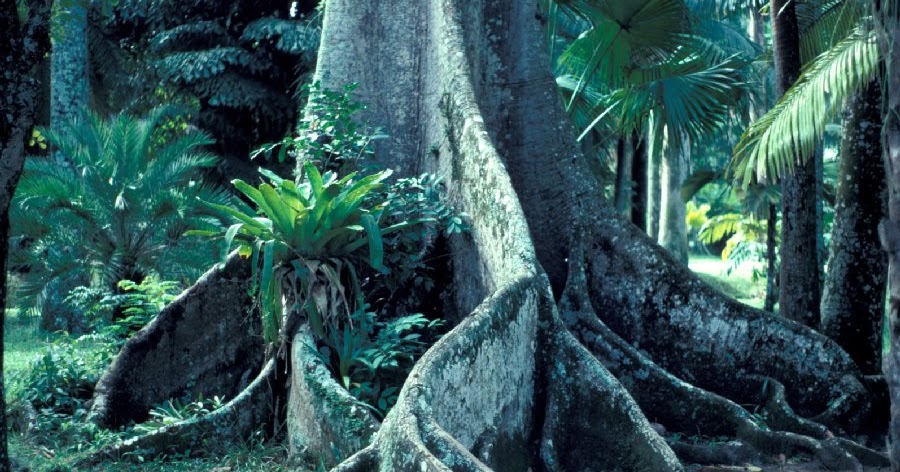 Kruiden & Specerijen: Kapokboom (of Kankantri)