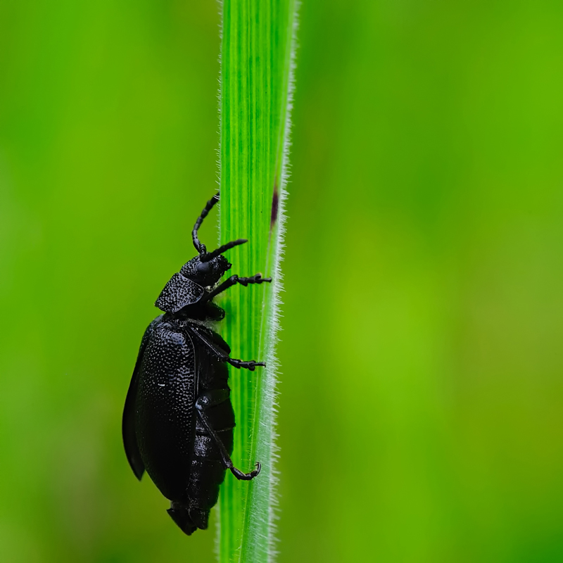 Knuts tips om makrofotografering: Sorte biller