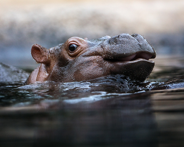 Cute!: Baby Hippo!