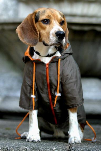 Trajes Universal para Mascotas: " MI CREACIÓN