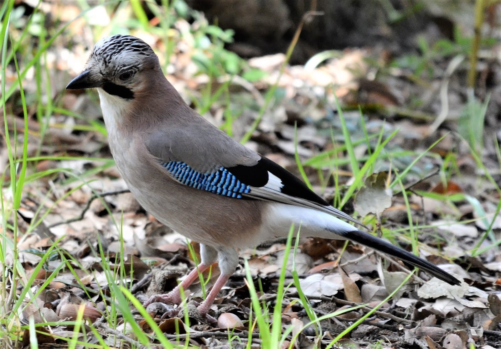 Imagens da vida animal: Gaio (Garrulus glandarius)
