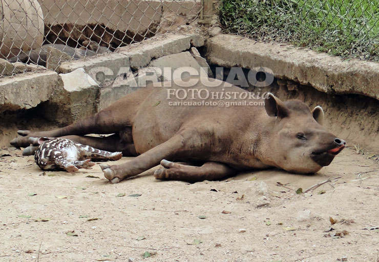 CARICUAO FOTO HISTORIA: ANIMALIA/ DANTA