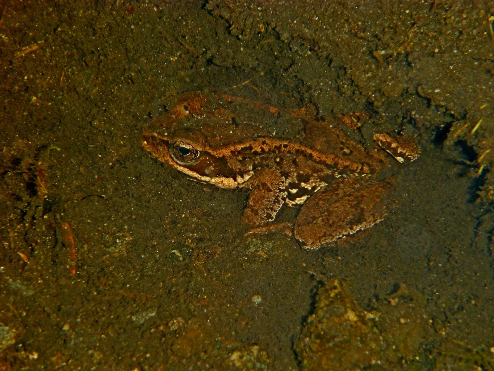 Buzz's Marine Life of Puget Sound: Jul 11, 2013