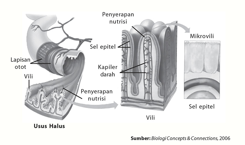 Materi Pelajaran Biologi SMK Farmasi: SISTEM PENCERNAAN MAKANAN