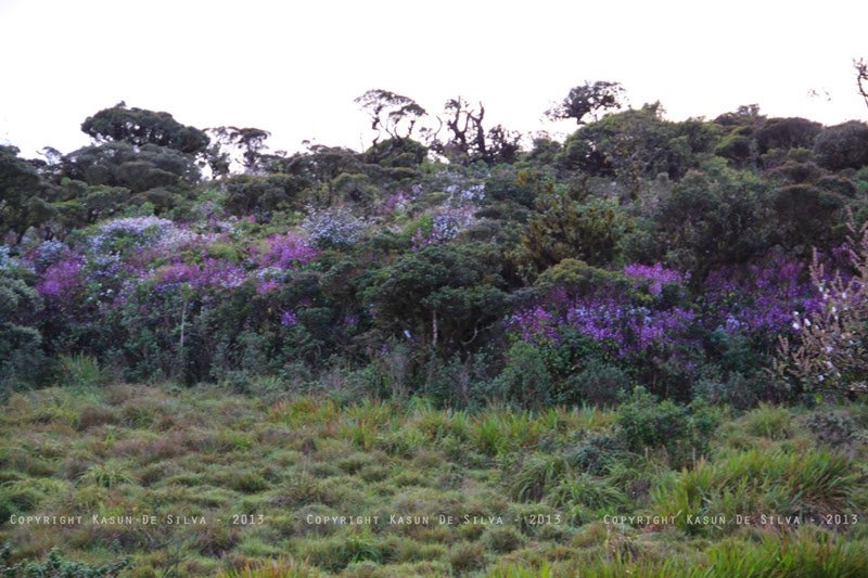 Sri Lankan Travelogue : Mesmerized by Millions of Petals - Nelu Blossom ...