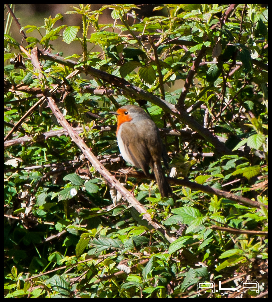 PETIRROJO (ERITHACUS RUBECULA): AVES CESAR