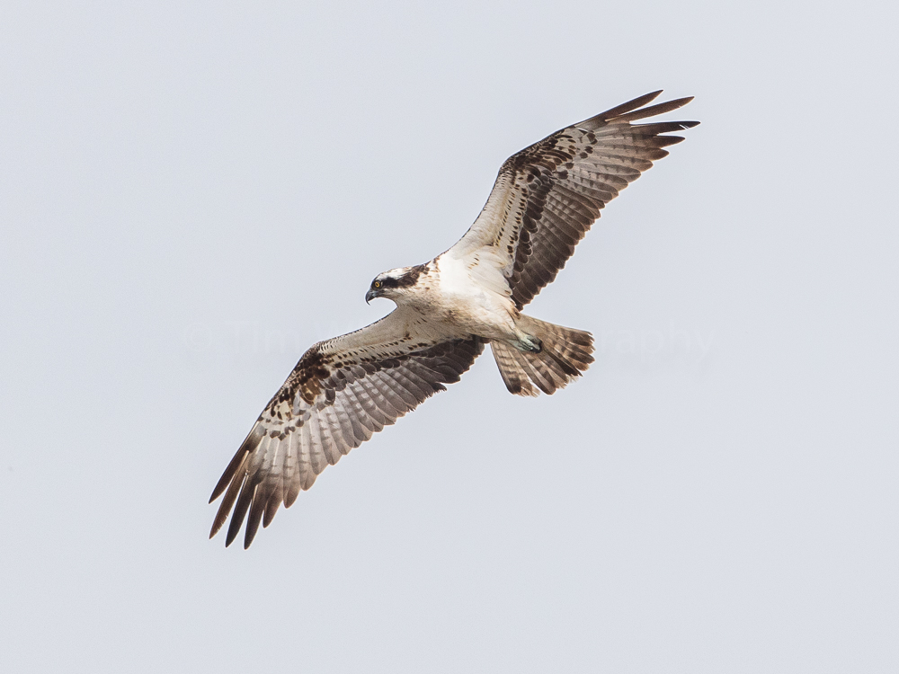 Colyton Wildlife: OSPREY puts on an incredible show