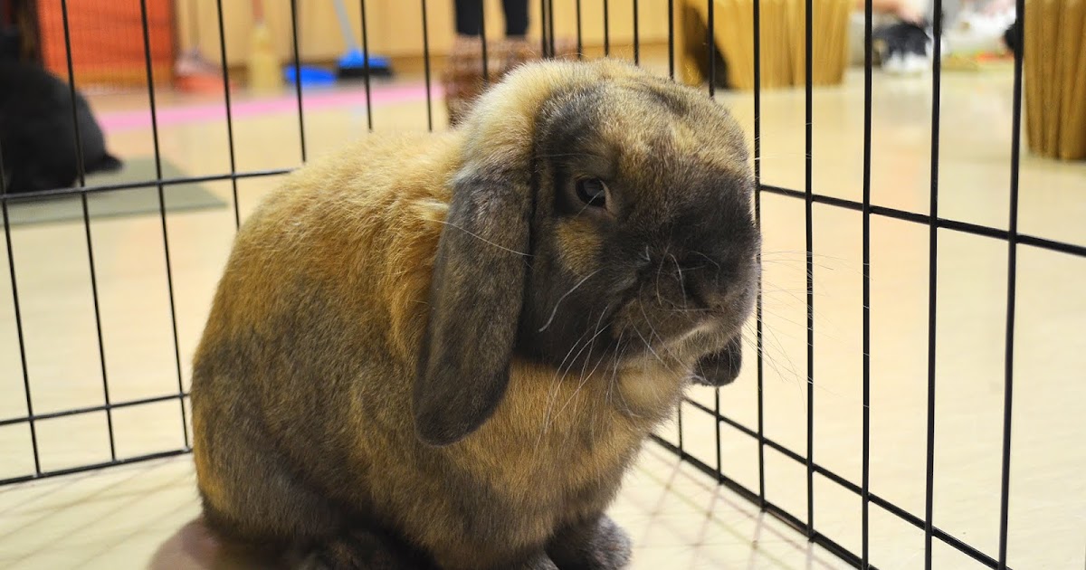 animal: Meet Rascal!