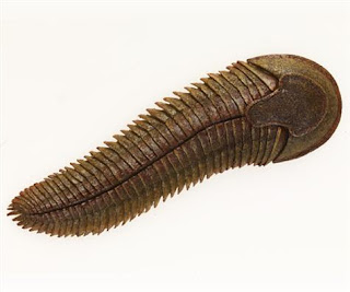 Life Before the Dinosaurs: Spriggina.