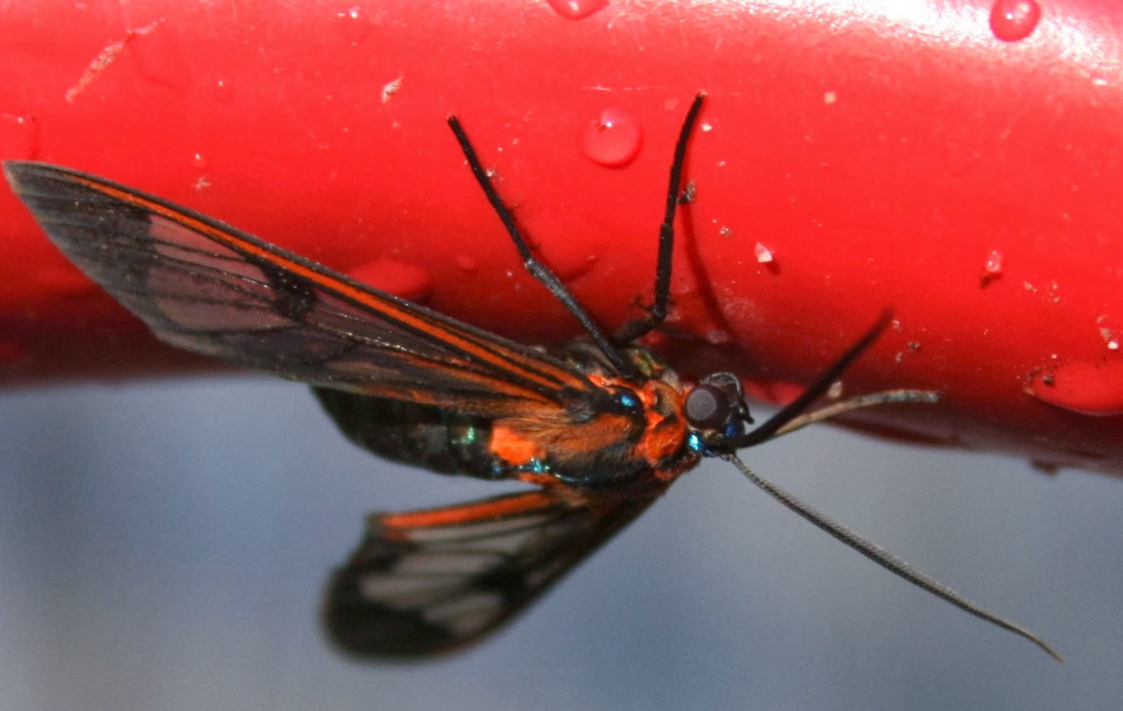 South Englishtown Gazette: Wasp Mimic Moth - Cosmosoma sp.
