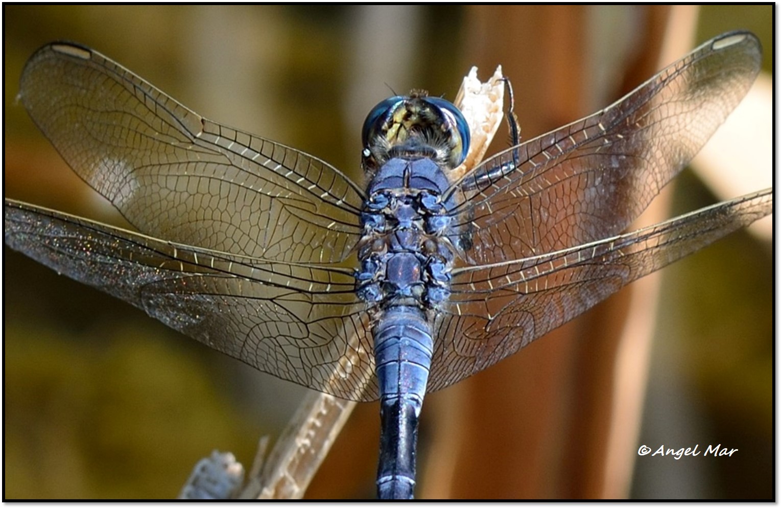 Butterflies and Dragonflies: Orthetrum trinacria (Una elegante libélula ...
