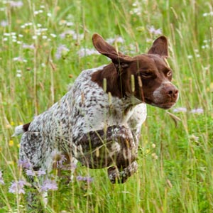 o bicho vai pegar: RAÇAS DE CÃES