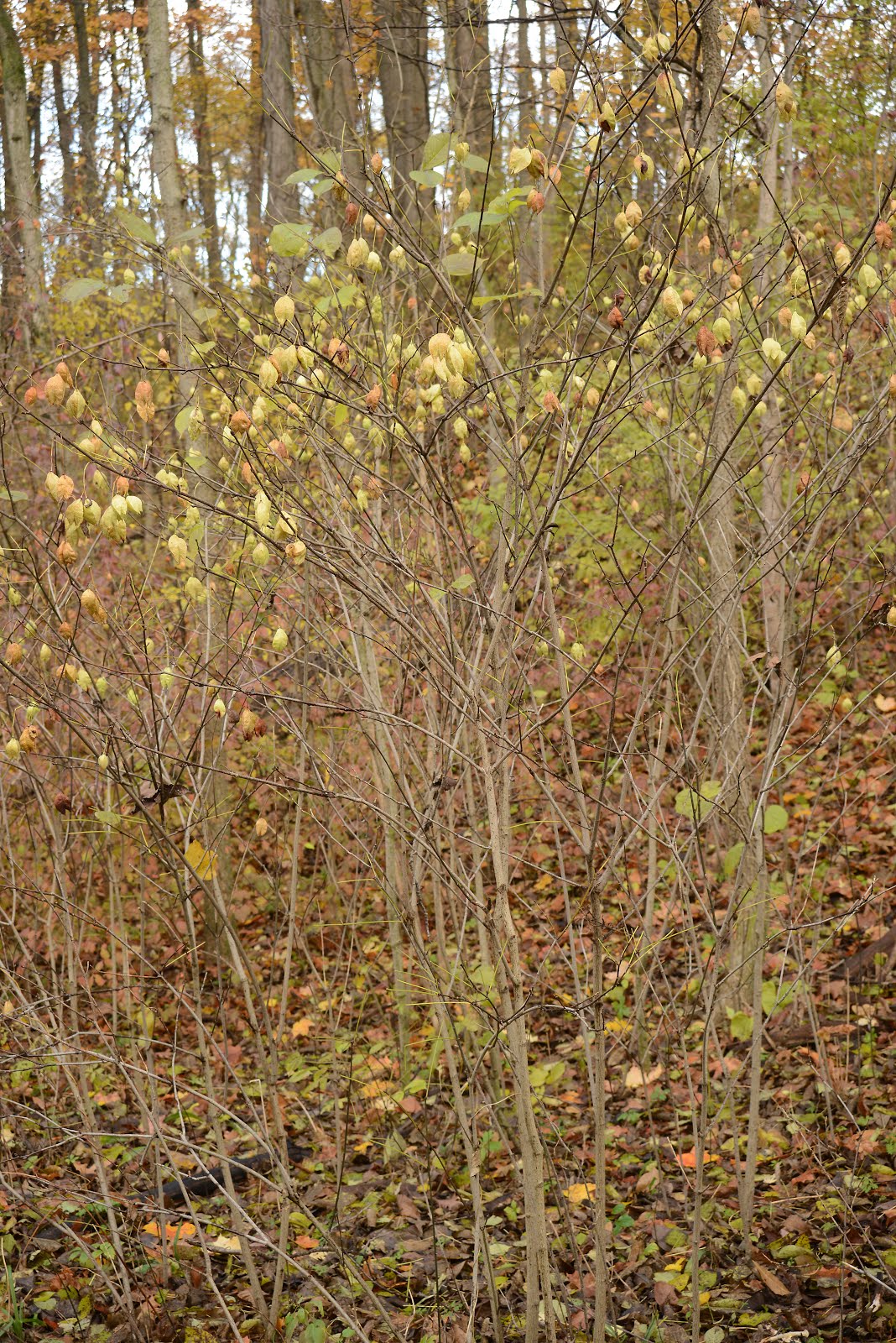 Indiana Plant A Day: American Bladdernut