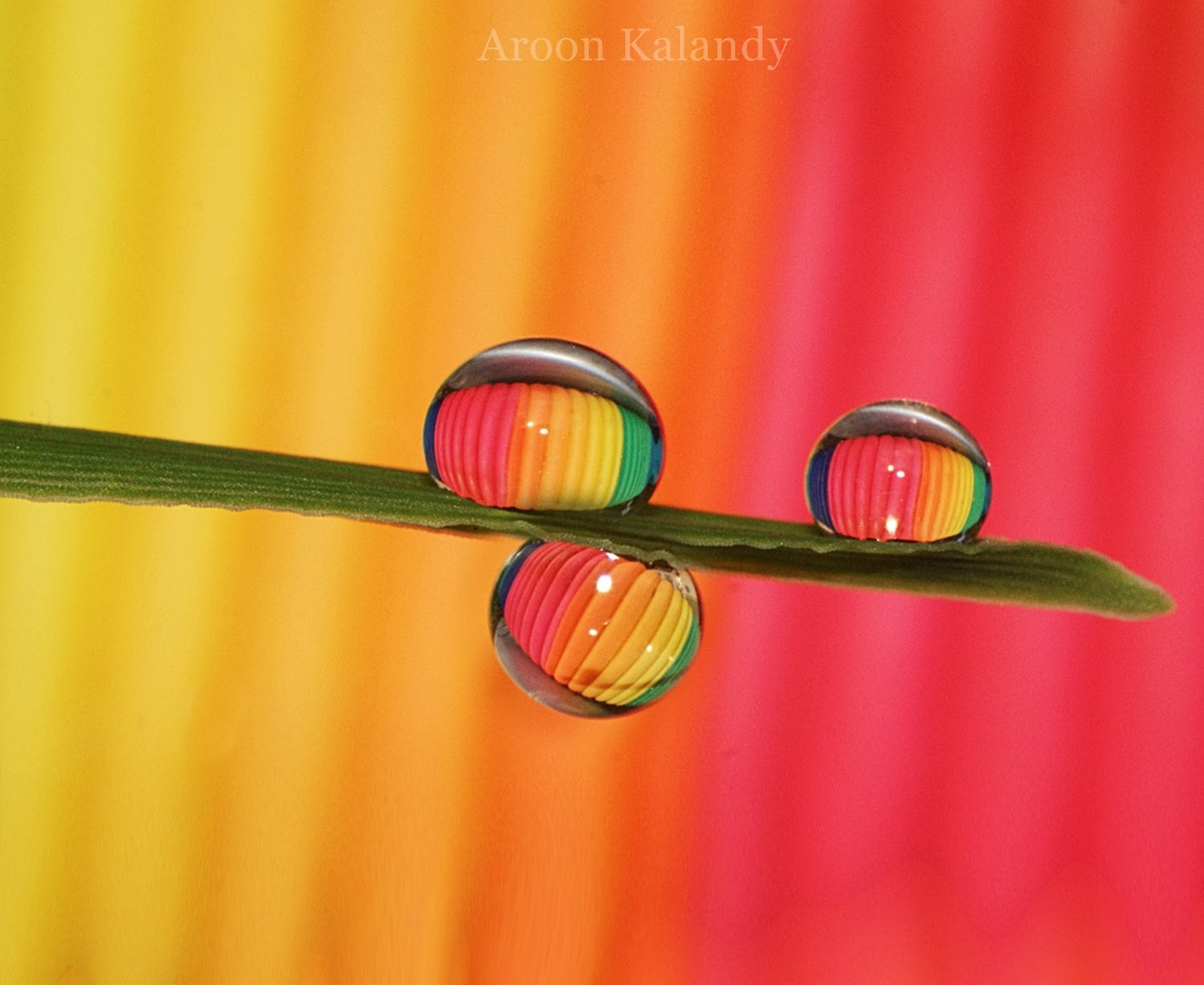 School Of Digital Photography: Macro Tutorial - Water Drops Photography