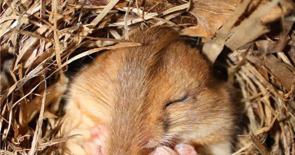 Straitgate Action Group: Dormice are sleeping