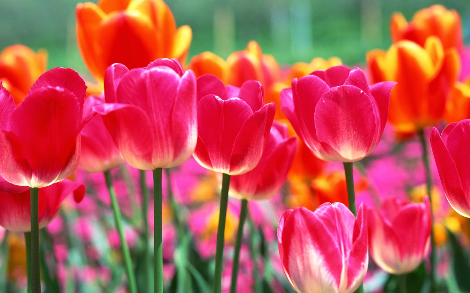 Beautiful Spring Flowers Wallpapers | Beautiful Flowers Wallpapers Beautiful Spring Flowers Wallpapers | Beautiful Flowers Wallpapers
