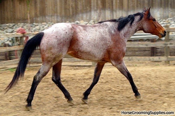 Hope and Horses: Horse Coat Colors: Roan