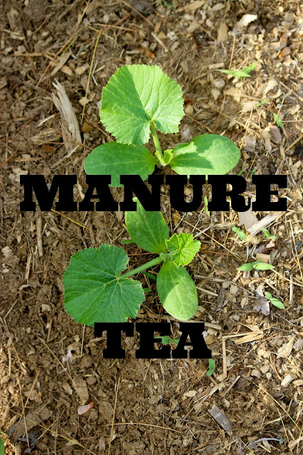 How to Make and Use Manure Tea