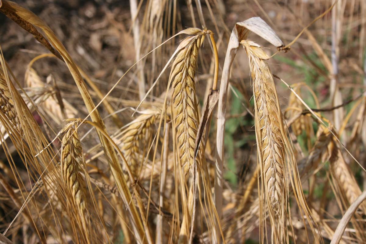 JardinEtBricole: Récolte des céréales