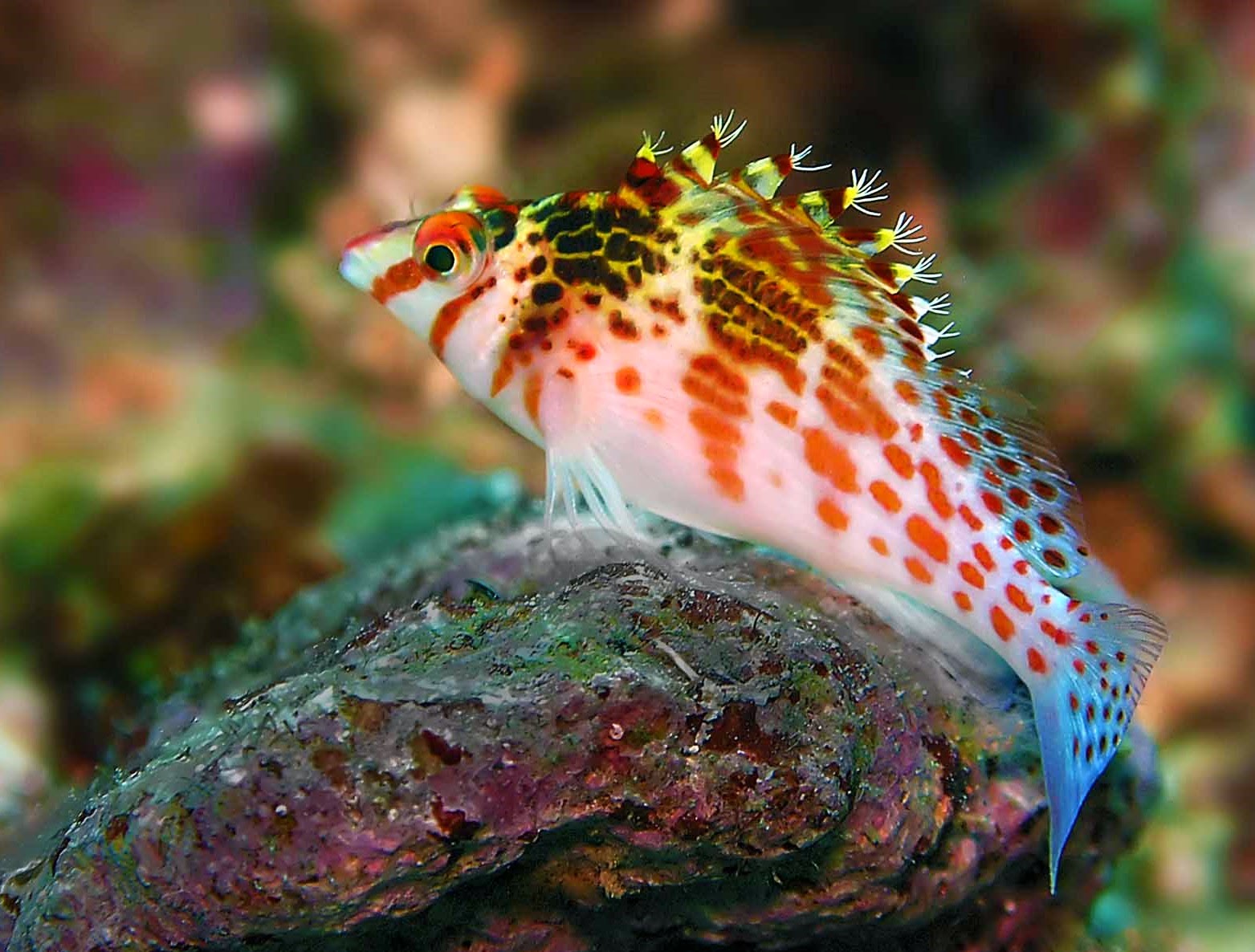 Dwarf hawk-fish - Animals World