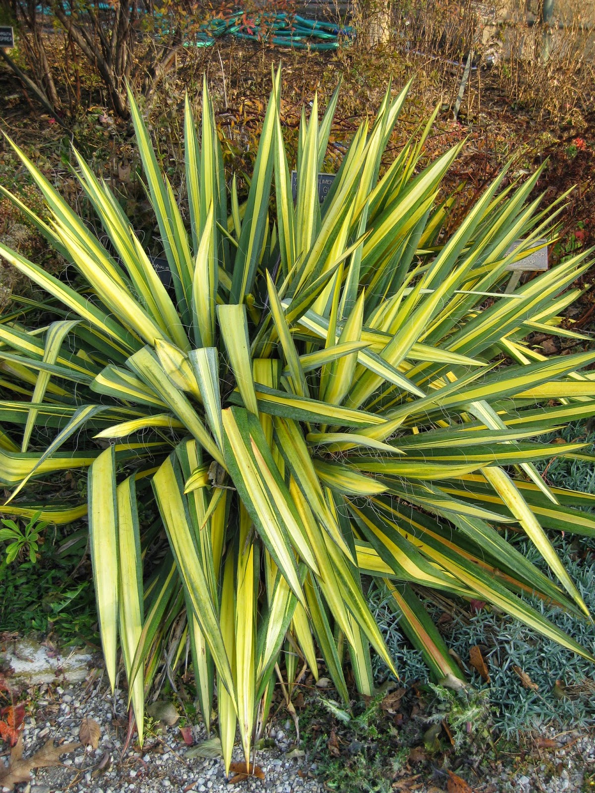 Yucca For Form & Color - Rotary Botanical Gardens