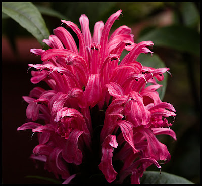 Best Flower's Care: JACOBINIA