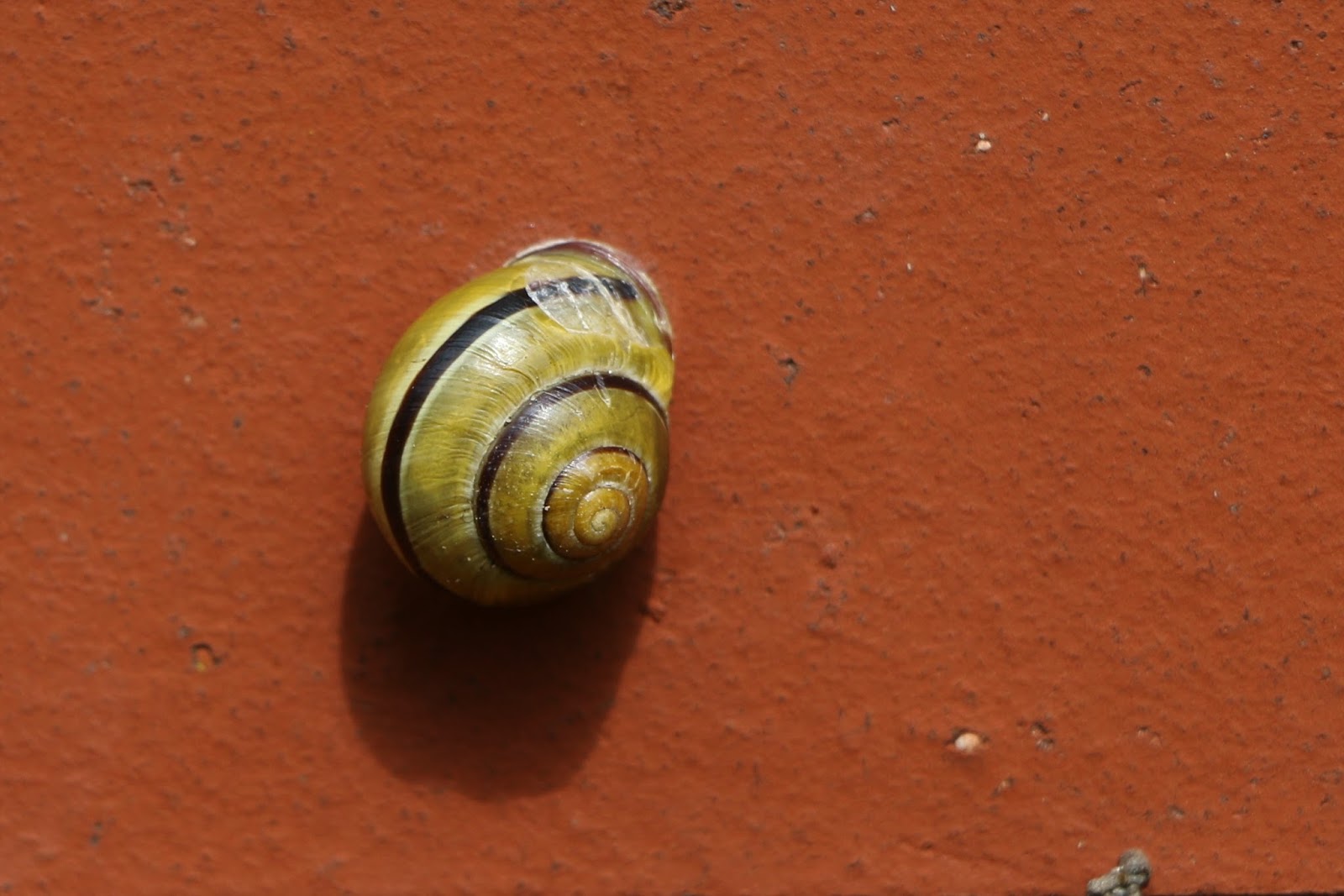 Mine naturfotos: Have og skov 5/8 - snegle