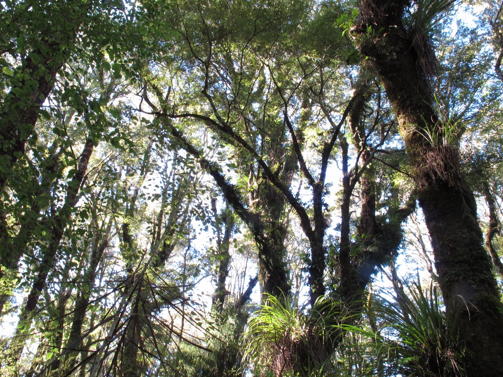 Fungimap's Blog: Fungal FUN in New Zealand