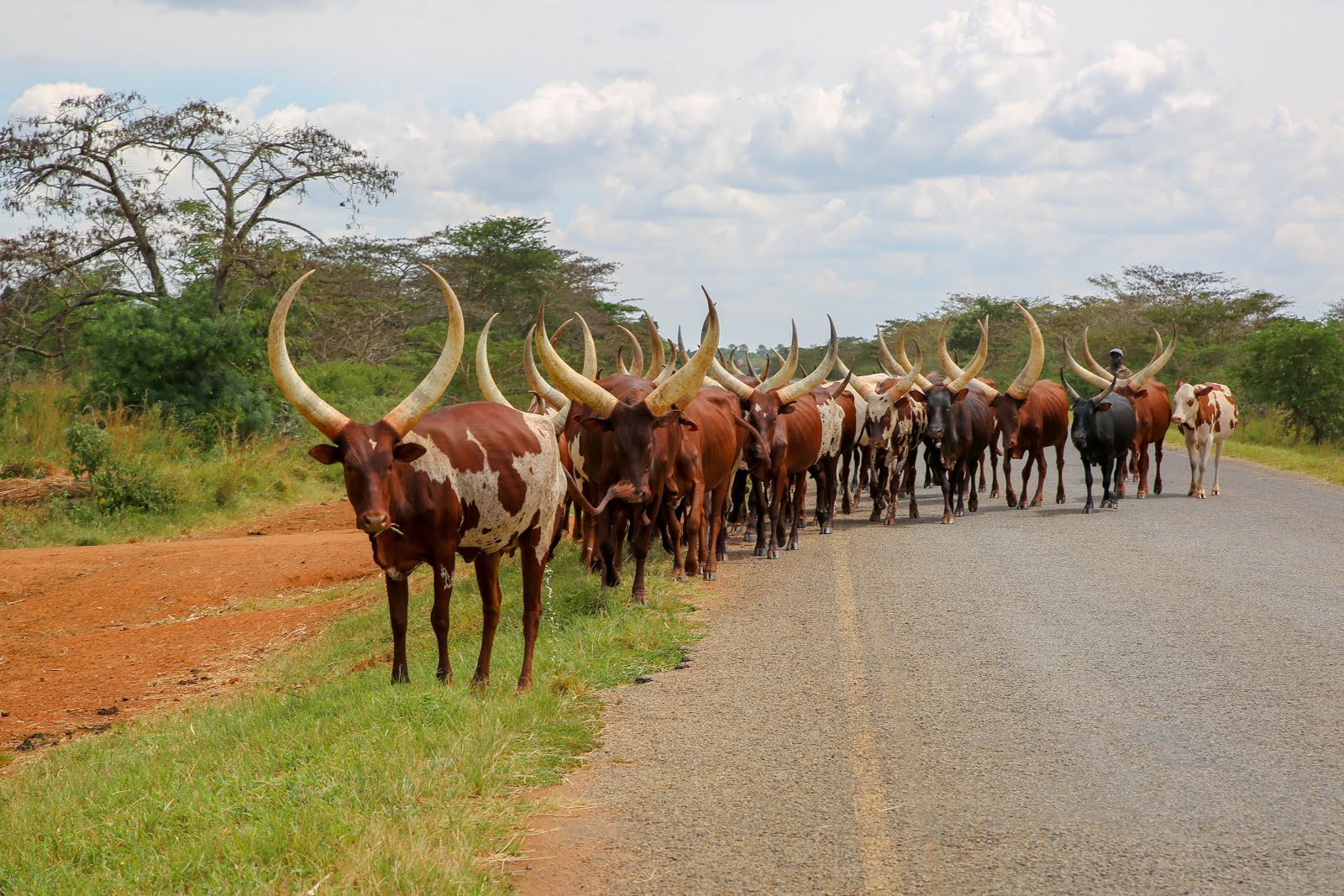 THE LONG HORNED ANKOLE COW