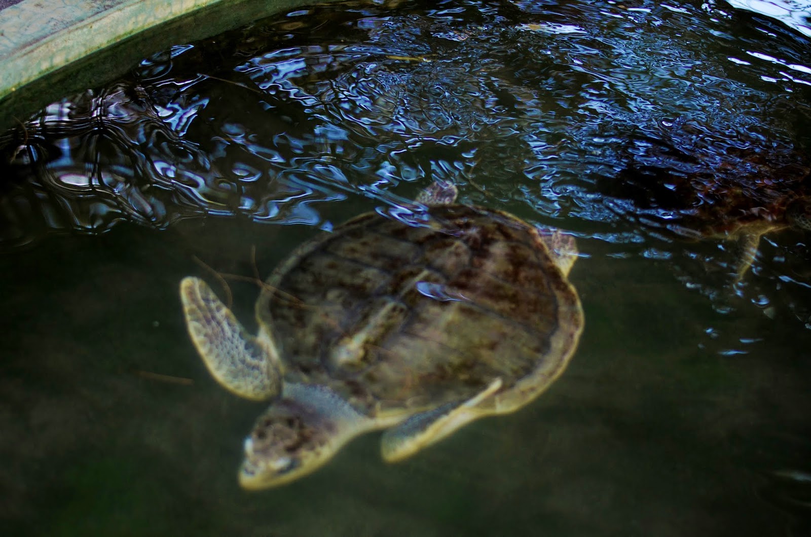 H E L L O ♥ K I M M Y : Pawikan Conservation Center - Morong, Bataan