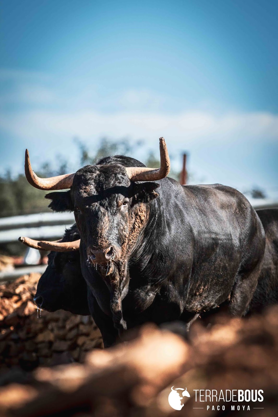 TOROS CERRILES PREPARADOS EN LA FINCA LA CARRASCA PARA LA PRÓXIMA TEMPORADA