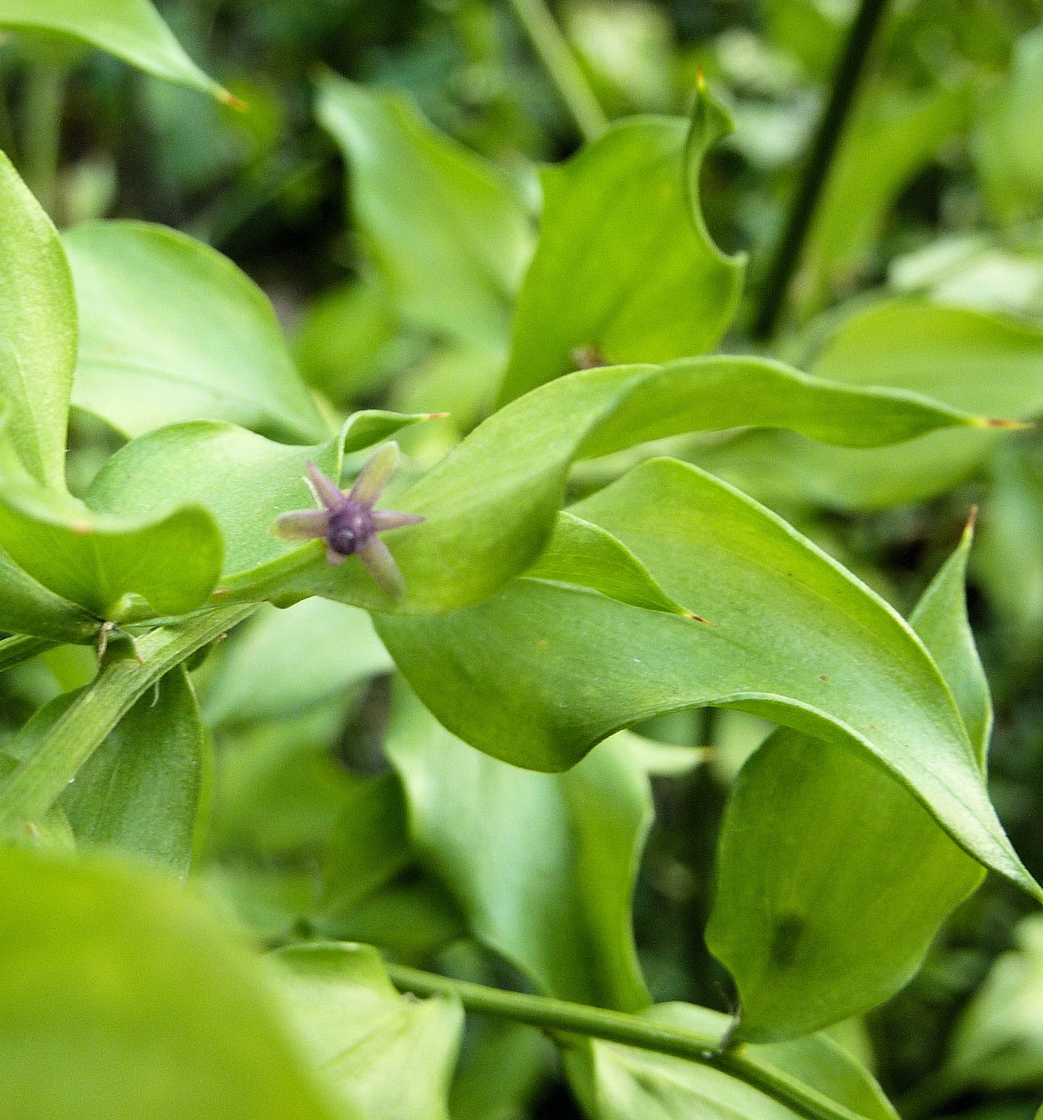 Eulenblick: Mäusedorn