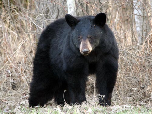 All About Animal Wildlife: American Black bear Info and Photos