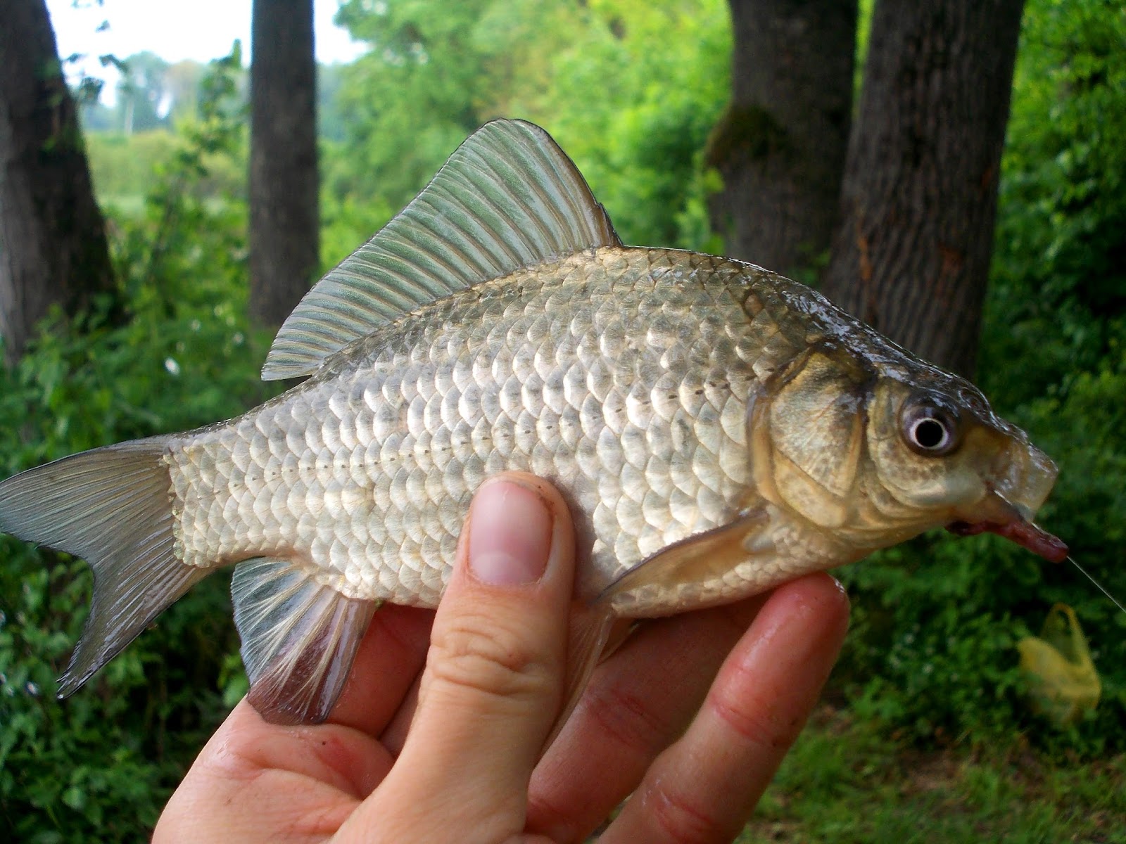 RIBOLOV NA MOJ NAČIN: Babuška - domaća ili invazivna vrsta?