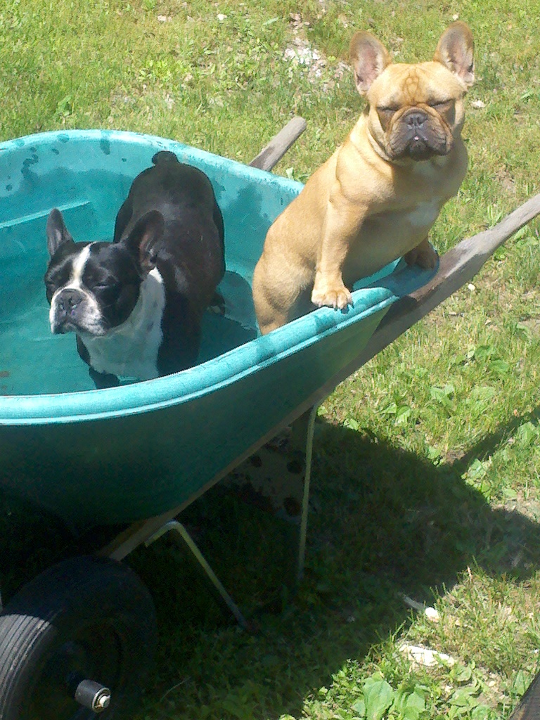 Liberty Training for Dogs | Farah DeJohnette Horsemanship Virtual Clinic