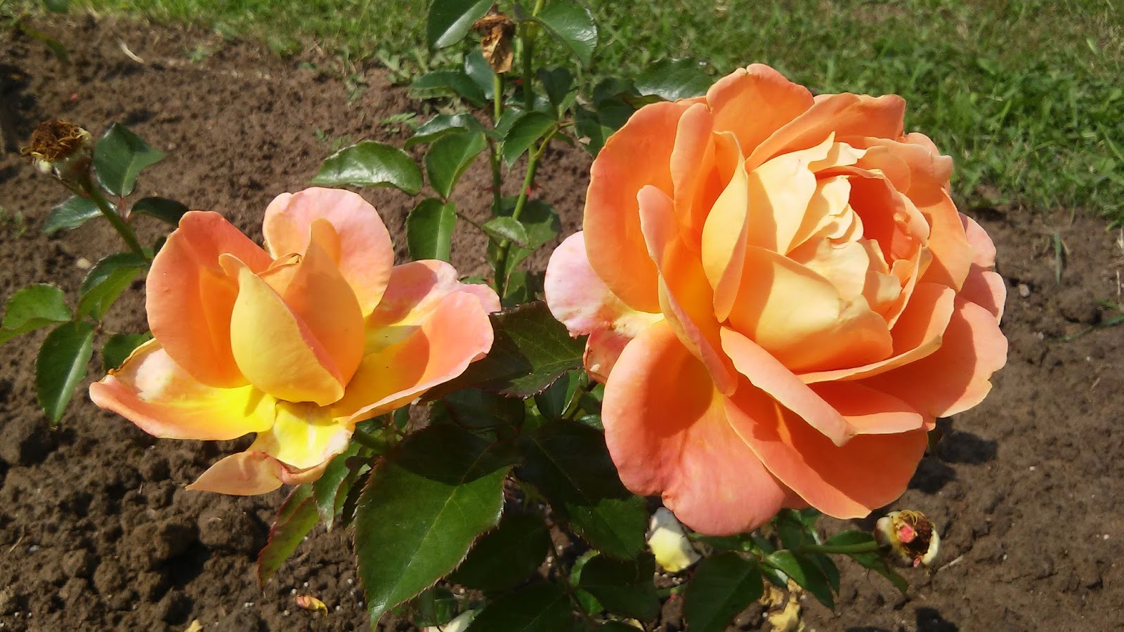 Ranczo Elma: Róża (Rosa) Alpine Sunset