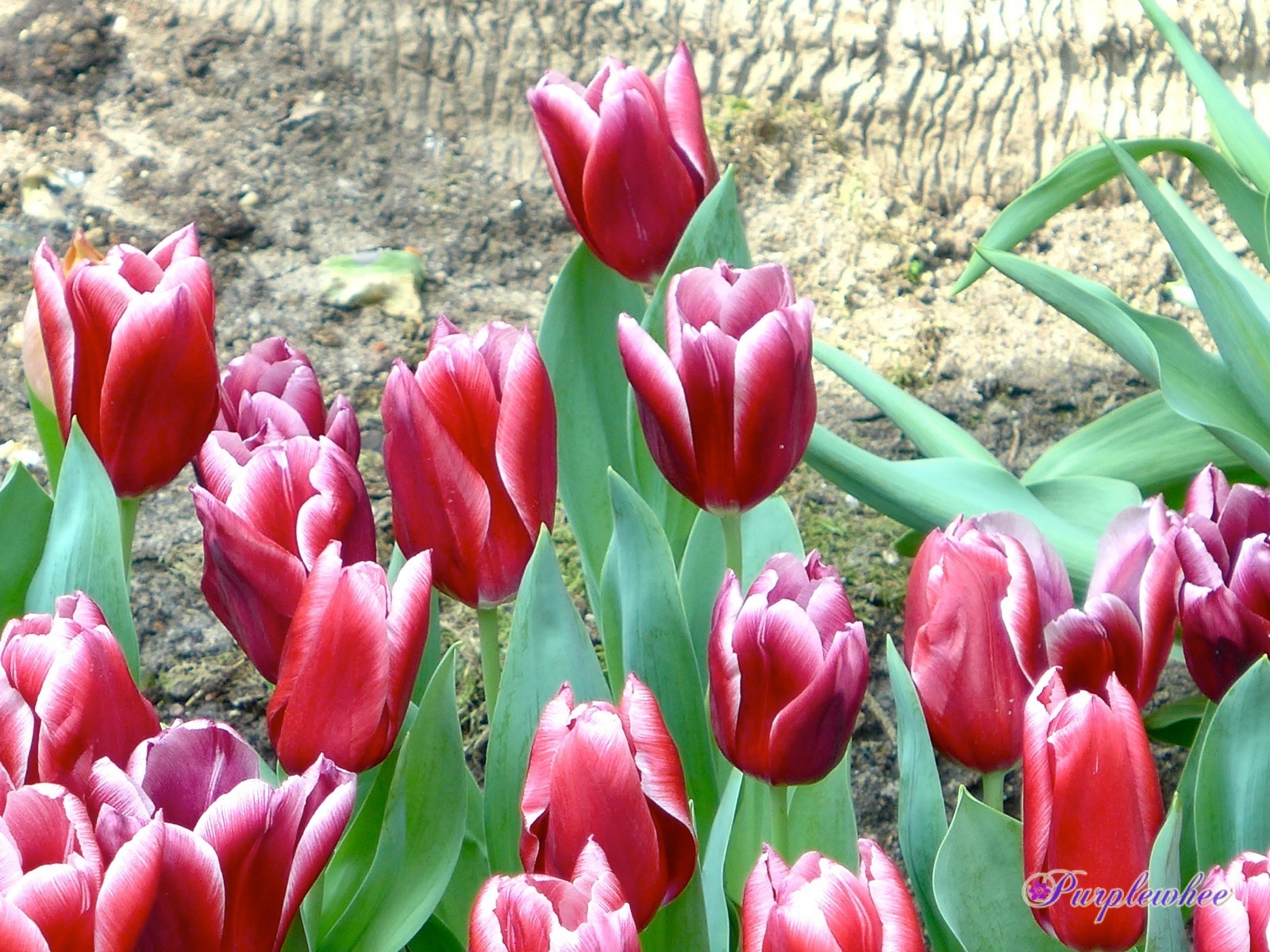 薇薇花园: 郁金香 ‘Vampire'