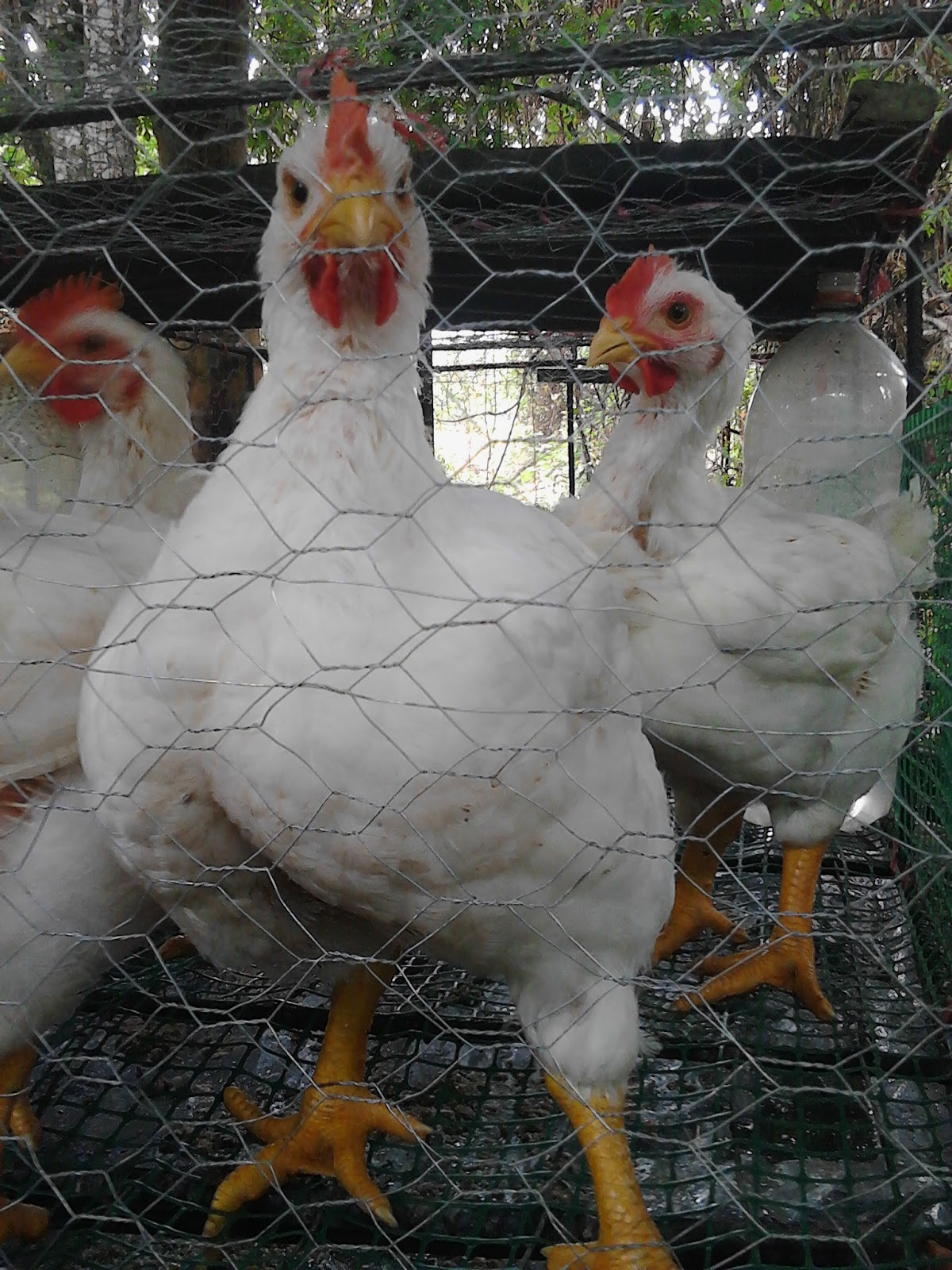 ~ pollos nilo lo mejor de colombia