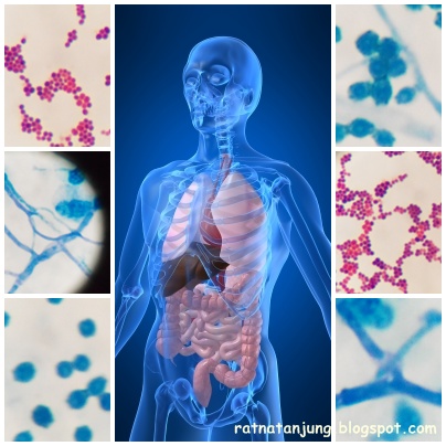 Brain & Soul Energy: Flora Normal Tubuh Manusia